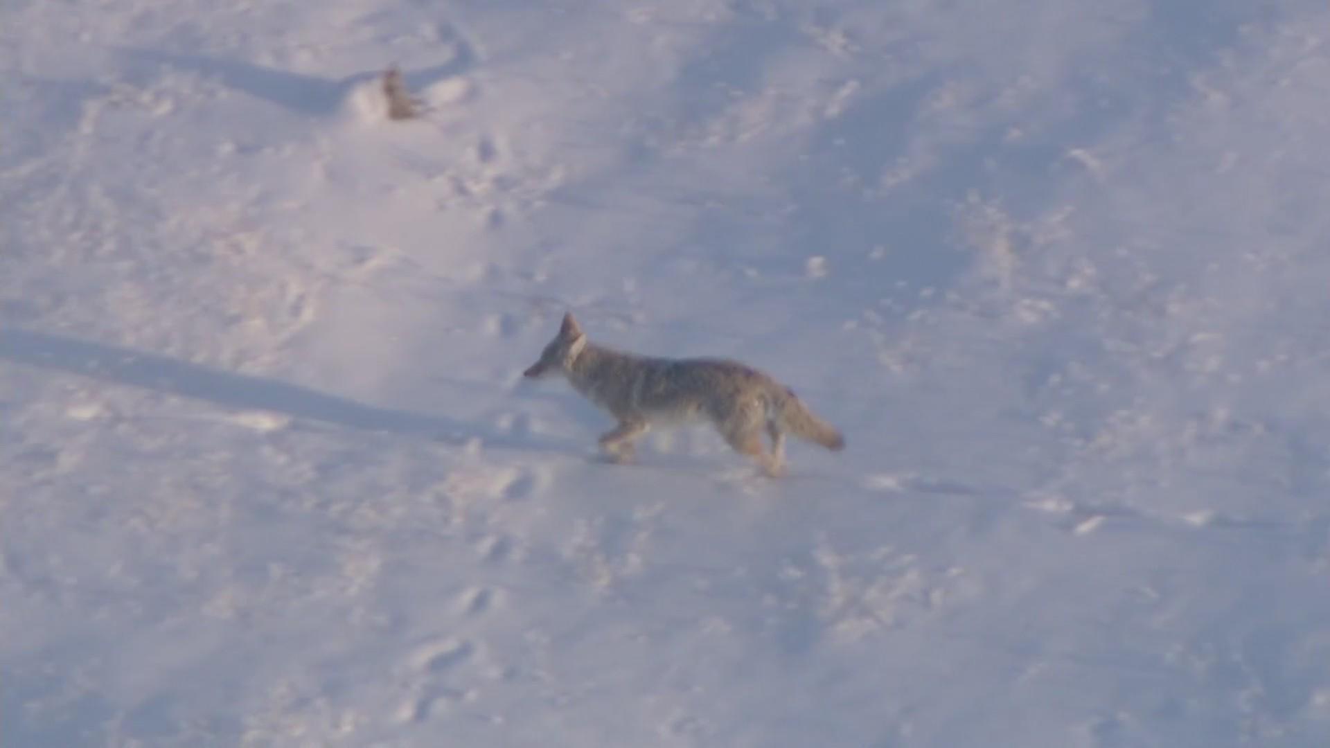 Coyote attacks, seriously injures girl in Colorado Springs; Officers ...