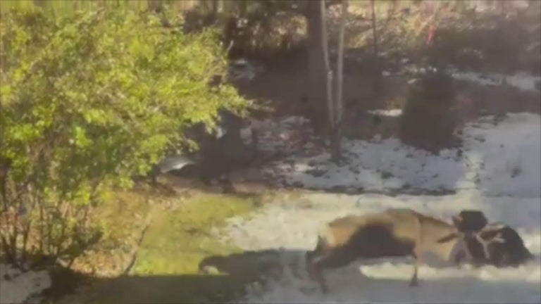 Video shows deer attacking Castle Pines dog, as Colorado Parks and ...
