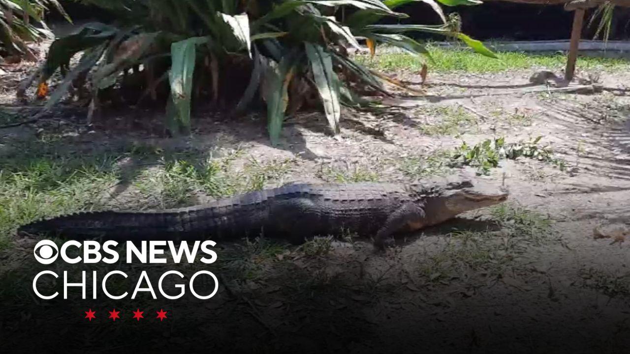Chance the Snapper, Chicago's favorite gator, is now 7 feet long and ...