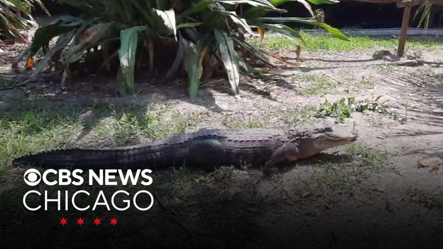 Chance the Snapper, Chicago's favorite gator, is now 7 feet long and ...