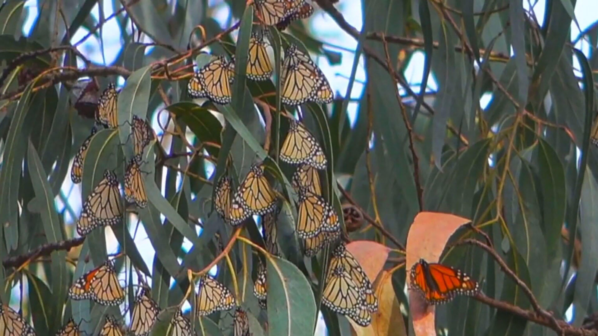 Monarch butterfly population in Western U.S. nears record 30-year low ...
