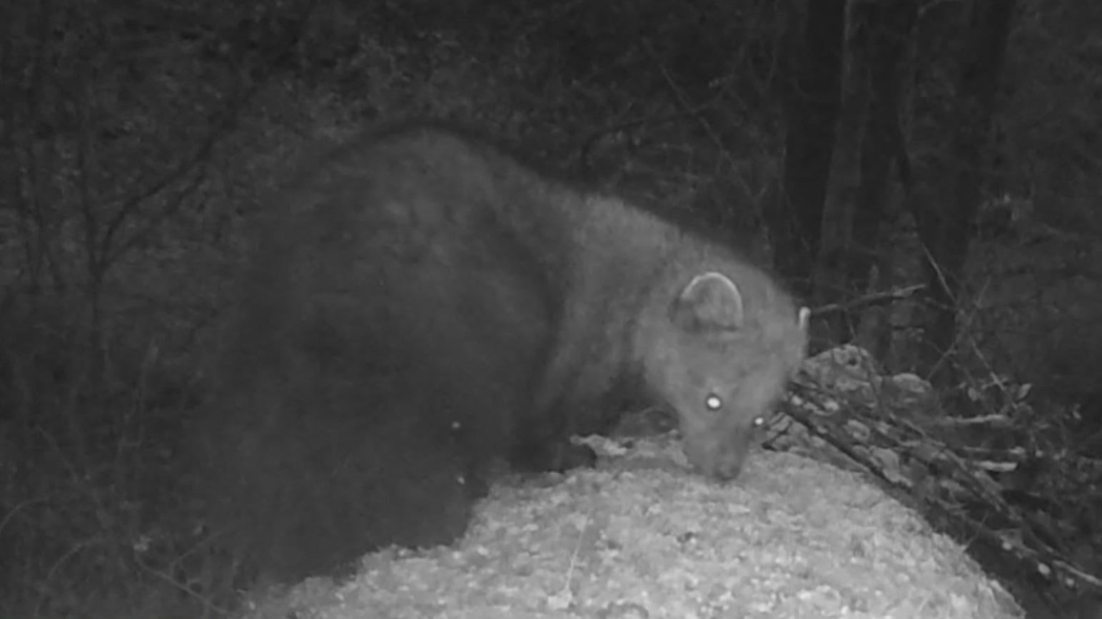 Weasel-like creature once extinct in Pennsylvania spotted again on ...