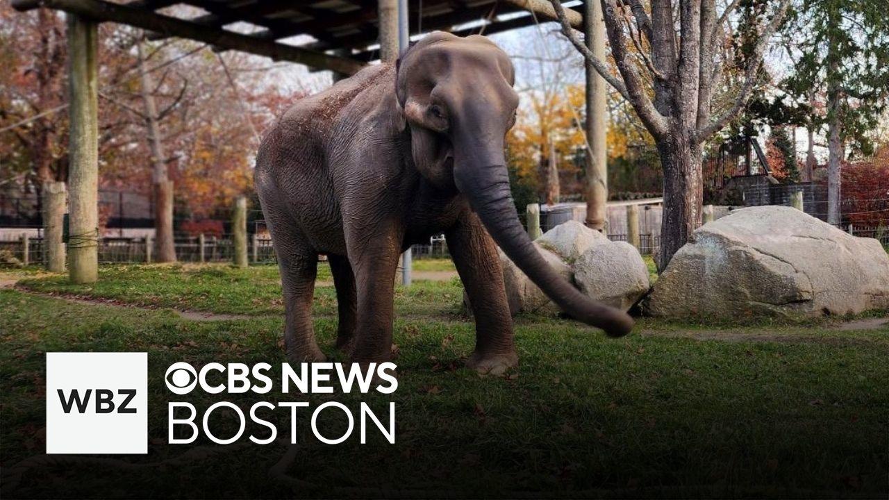 Massachusetts zoo mourns death of 66-year-old elephant Ruth - CBS Boston