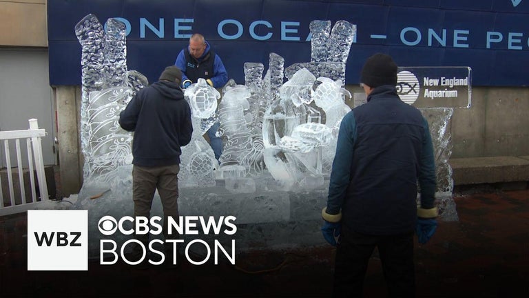 Turtle ice sculptures for First Night recognize aquarium's ...