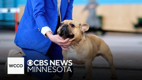 2025 Land O'Lakes Kennel Club Dog Show kicks off in St. Paul - CBS ...