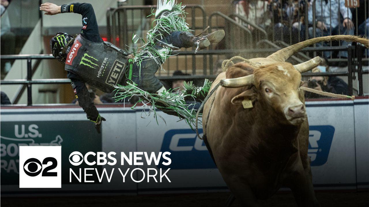 Professional Bull Riders return to Madison Square Garden as country ...