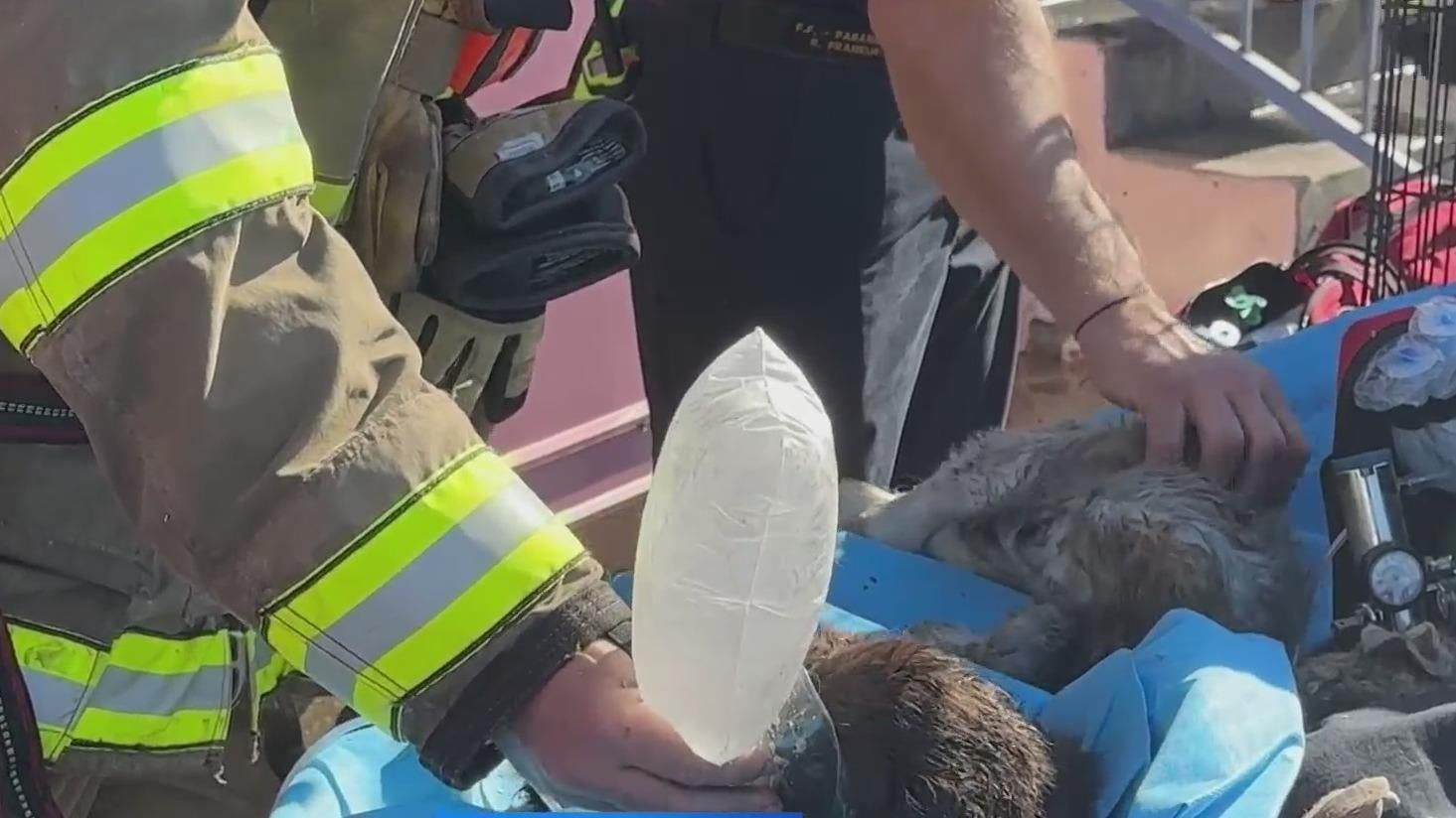 579 animals killed after fire rips through Northwest Dallas shopping ...