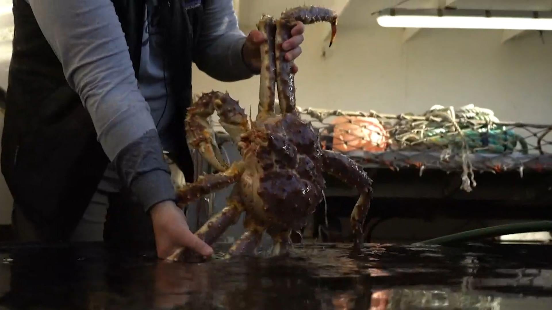 Alaska's snow crab season is back after 2-year pause, but battered ...