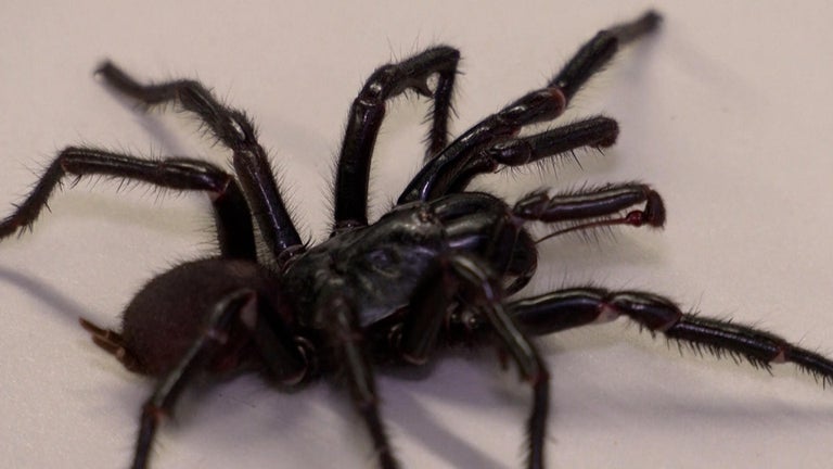 Scientists discover bigger, more venomous species of deadly funnel-web ...