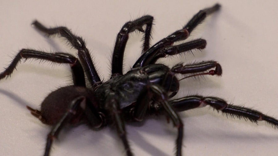 Scientists discover bigger, more venomous species of deadly funnel-web ...