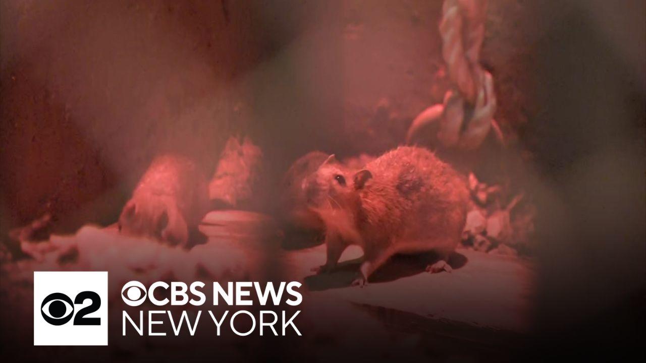 Rat complaint calls to NYC311 down in 2024 compared to 2023, data shows ...