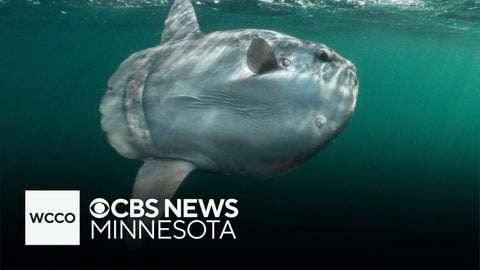 A sunfish in Japan got sick when its aquarium closed. Human cutouts ...