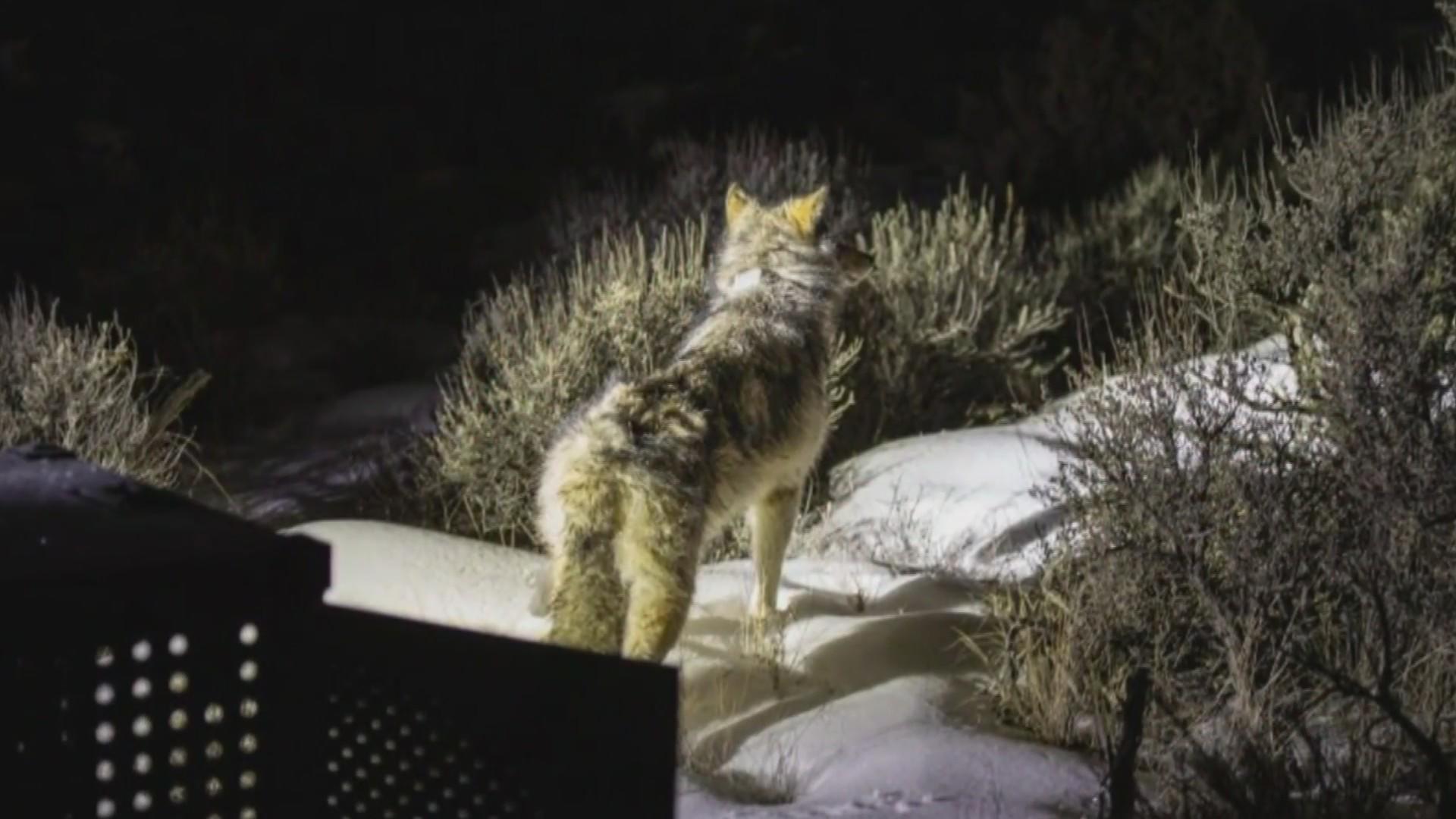 Second wolf release confirmed by Colorado Parks and Wildlife - CBS Colorado