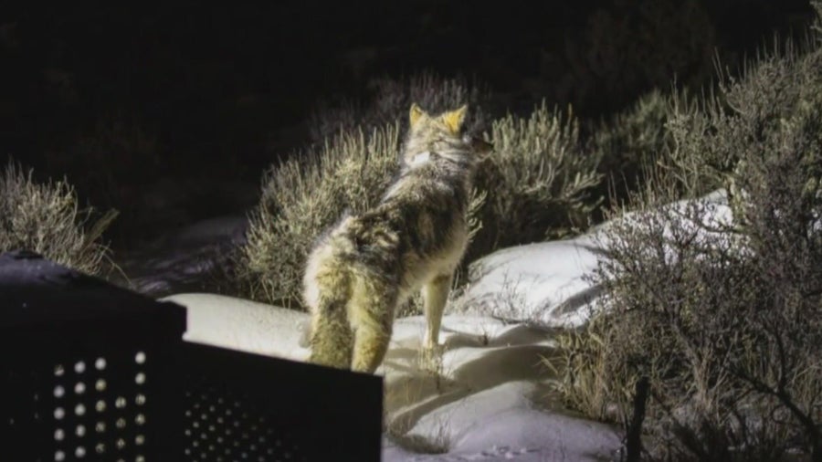 Second wolf release confirmed by Colorado Parks and Wildlife - CBS Colorado