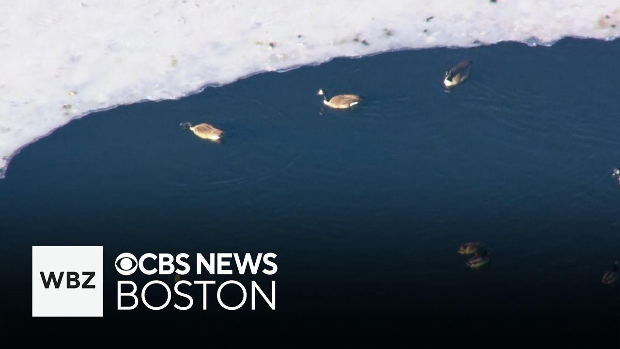 Bird flu suspected after dozens of Massachusetts geese found dead - CBS ...