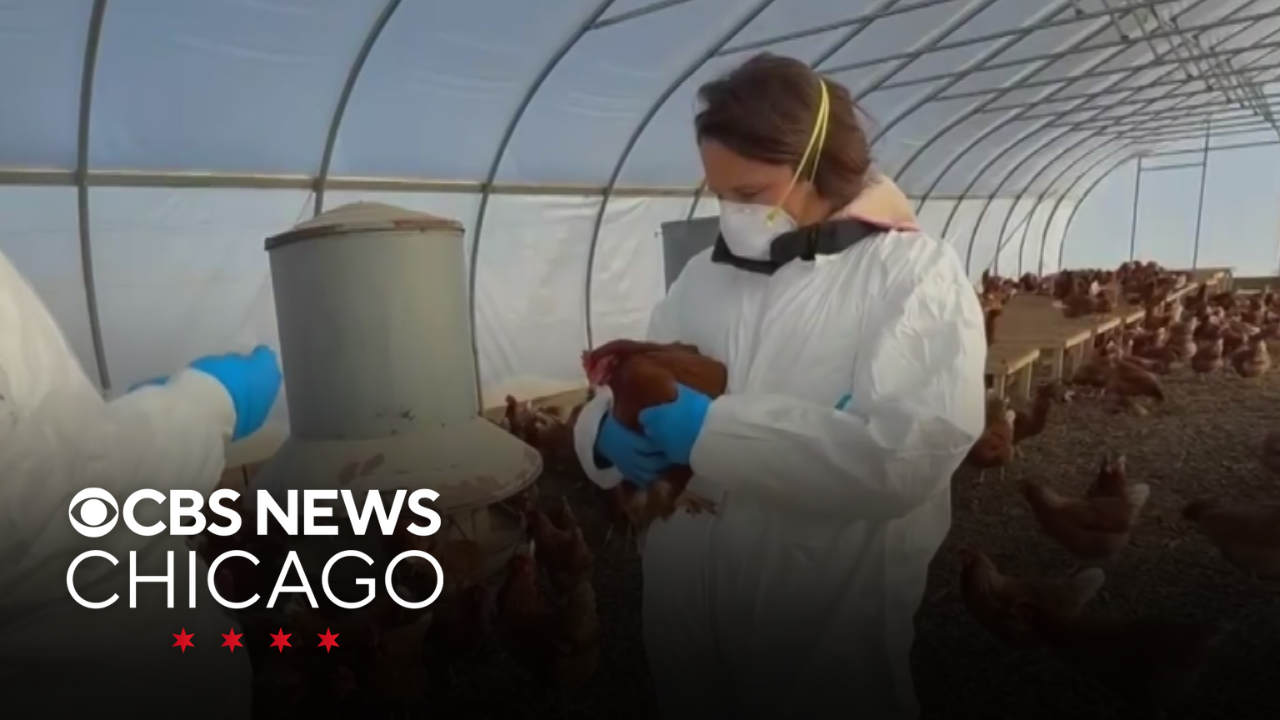 South suburban Chicago farm loses entire flock of hens due to bird flu outbreak - CBS Chicago