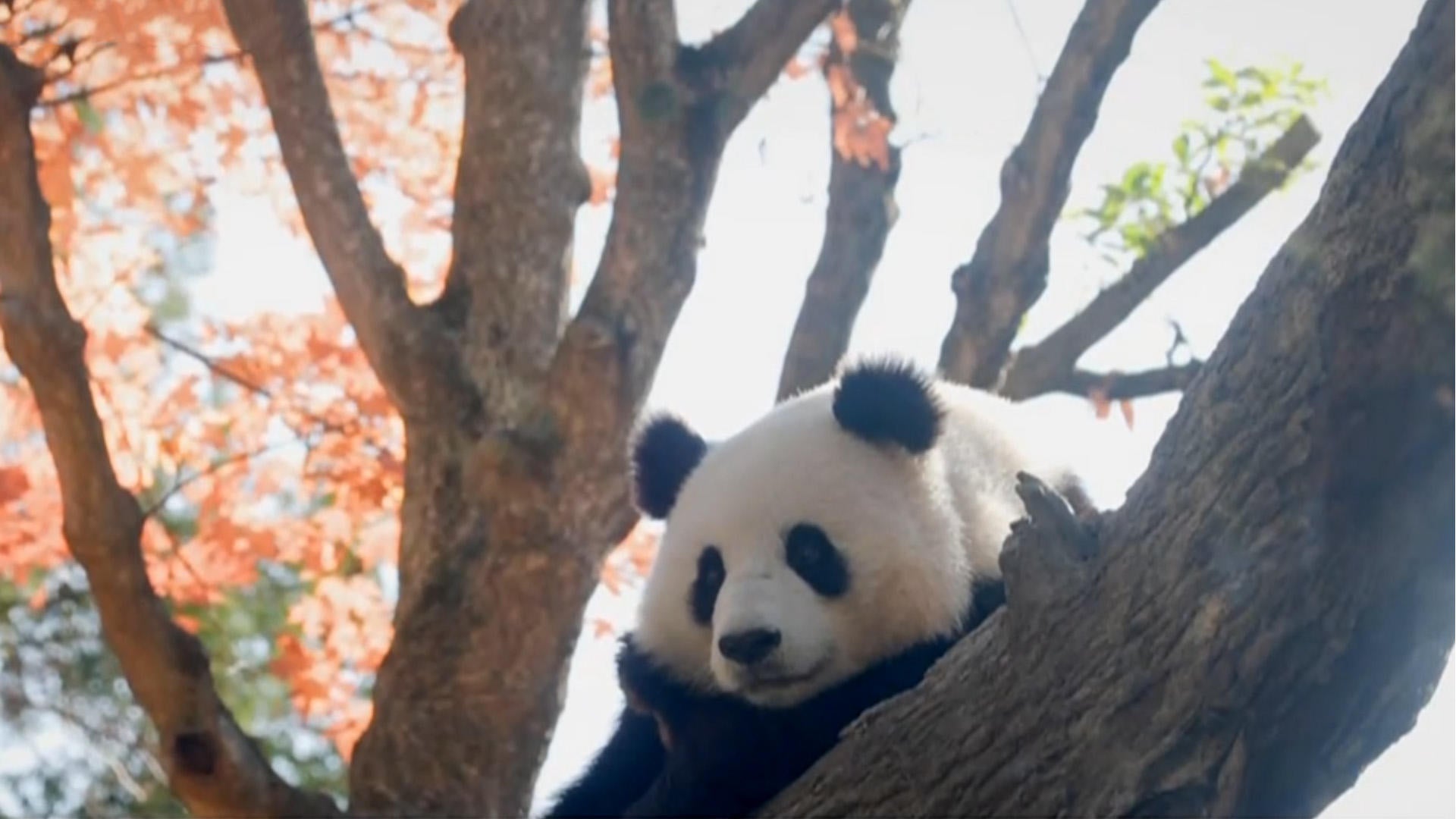 Beloved giant pandas debut to public at National Zoo as historic ...