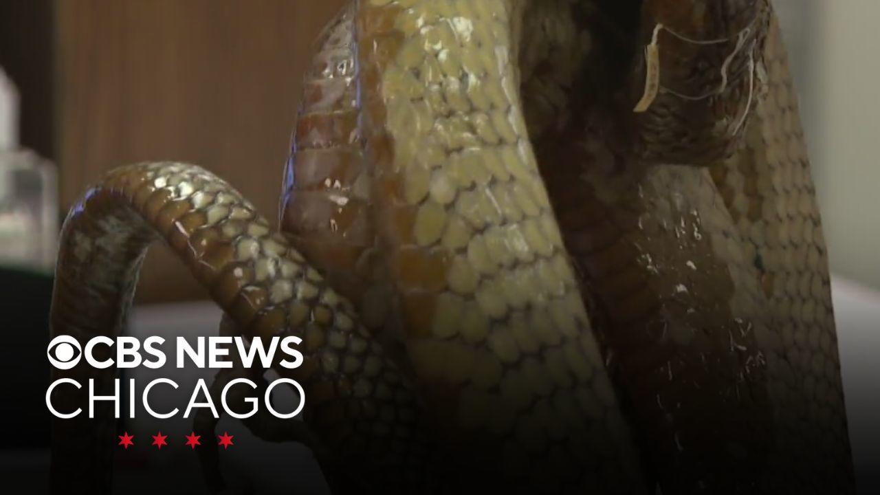 Chicago's Field Museum snake collection helps determine king cobras ...