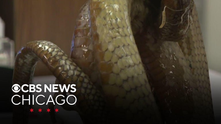 Chicago's Field Museum snake collection helps determine king cobras ...