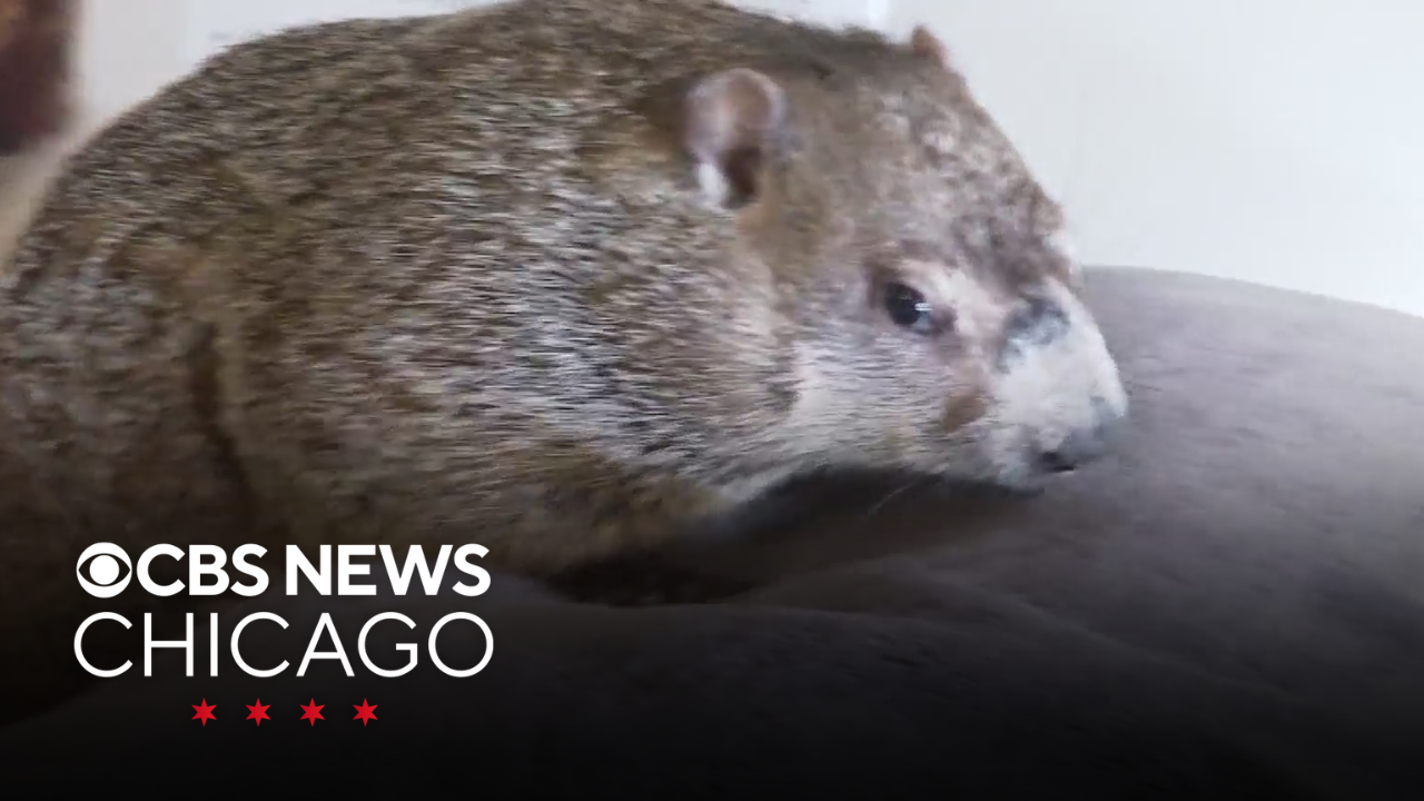 Wanda set to make her debut this Sunday for Groundhog Day in Chicago ...