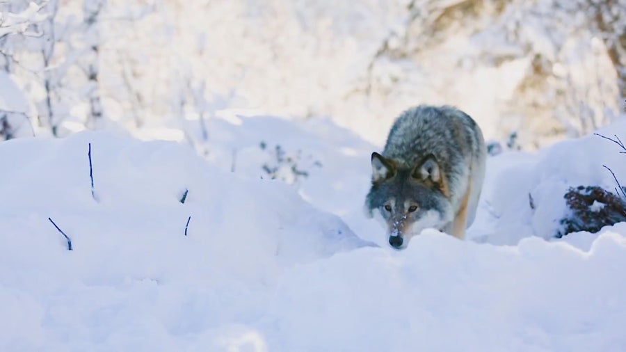Colorado hires range riders to protect livestock from wolves as Boebert ...