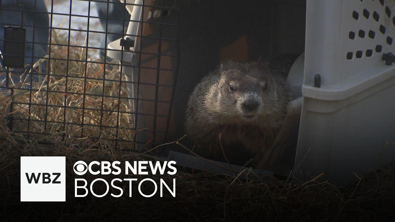 Massachusetts groundhog Ms. G makes winter prediction during annual ...