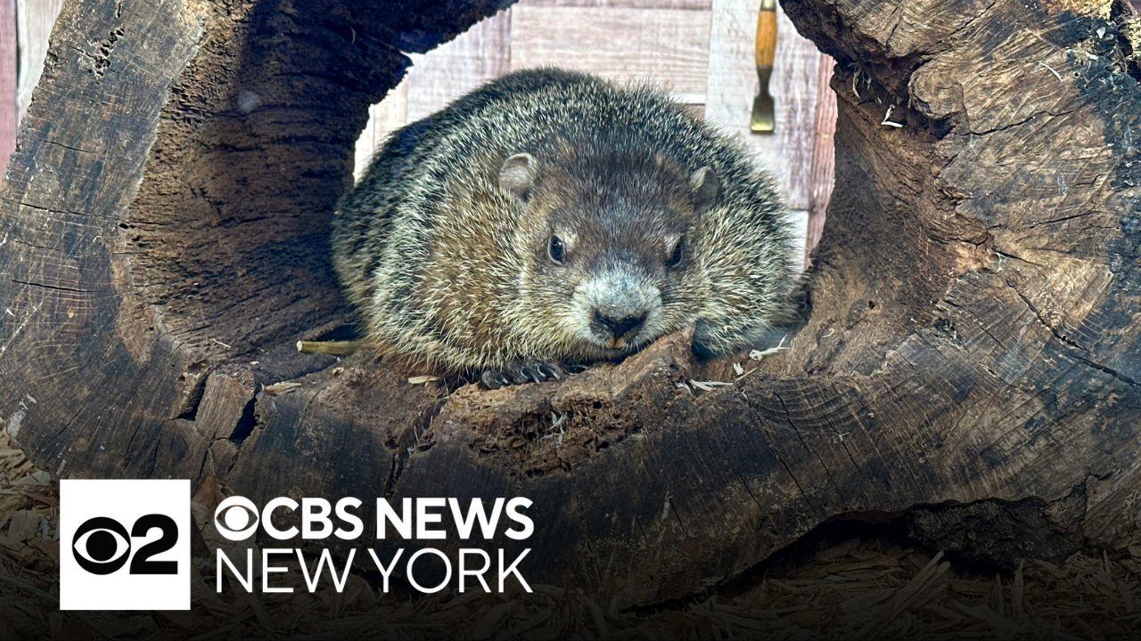 Staten Island Chuck predicts early spring on Groundhog Day 2025 - CBS ...