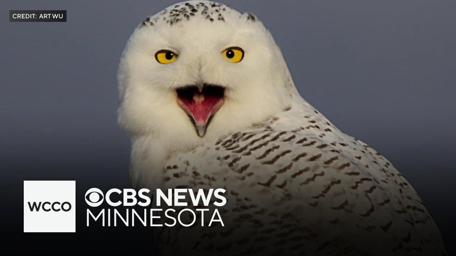 Snowy owls delight birdwatchers, keep crews on their toes at MSP Airport - CBS Minnesota