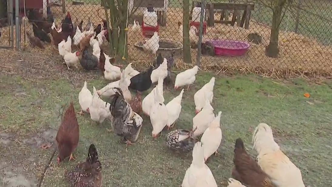 Pittsburgh-area farm that lost 2,000 chickens to bird flu taking extra ...