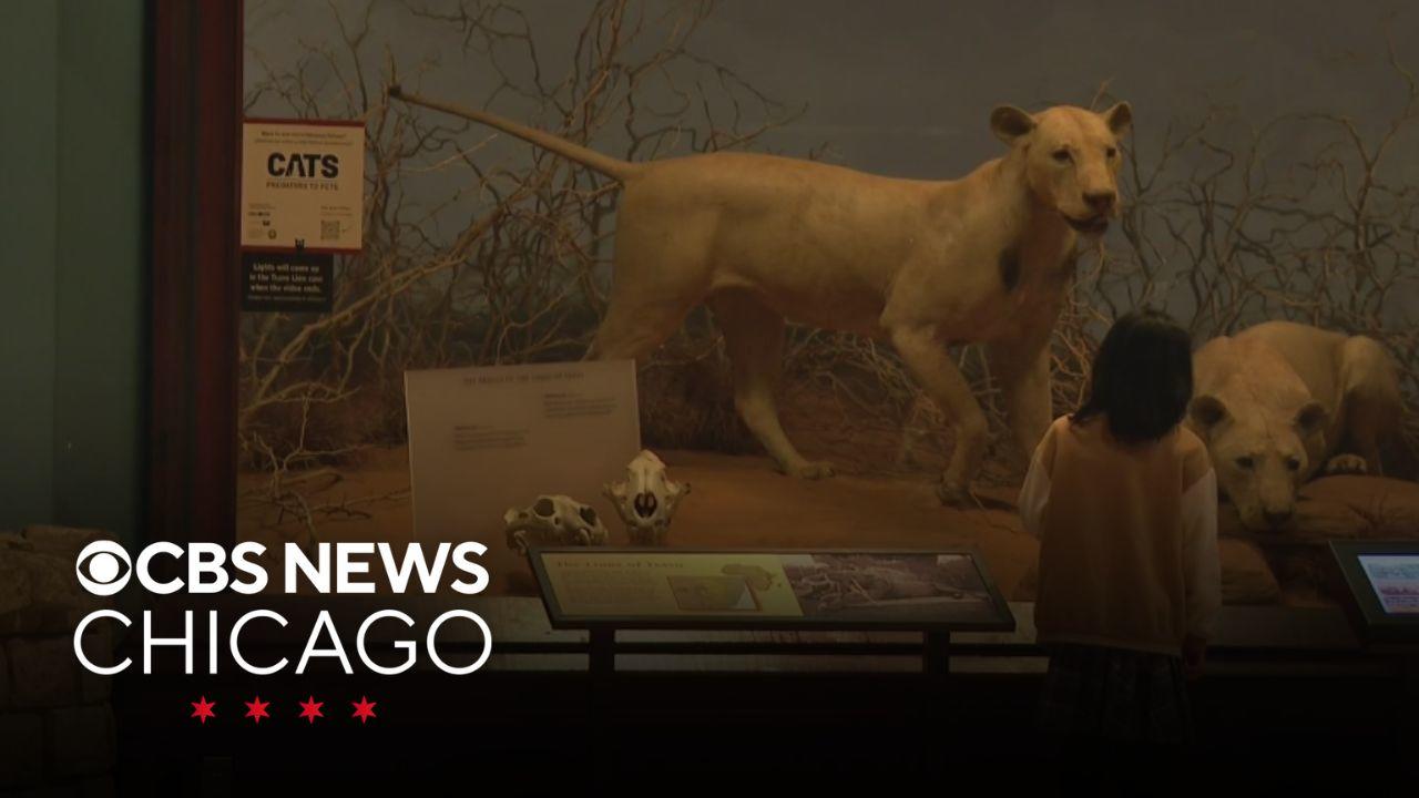 Field Museum marks 100 years since acquiring man-eating Lions of Tsavo ...