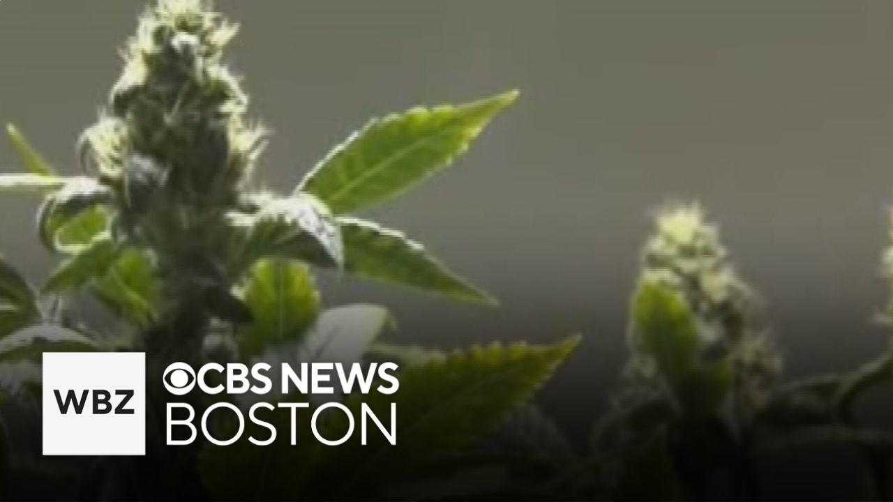 Moldy marijuana? Here's where potentially contaminated pot products ...