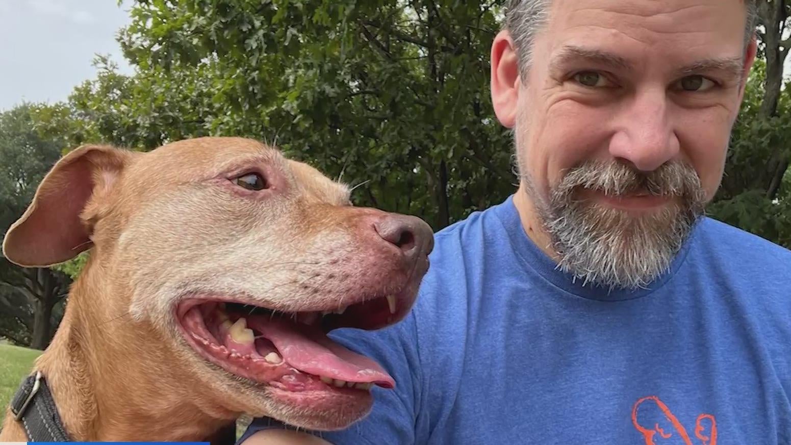 Texas A&M study aims to help dogs live longer – and possibly humans too ...