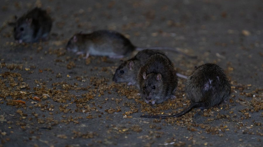 Oh rats! Rat populations spike in cities due to warming temperatures ...