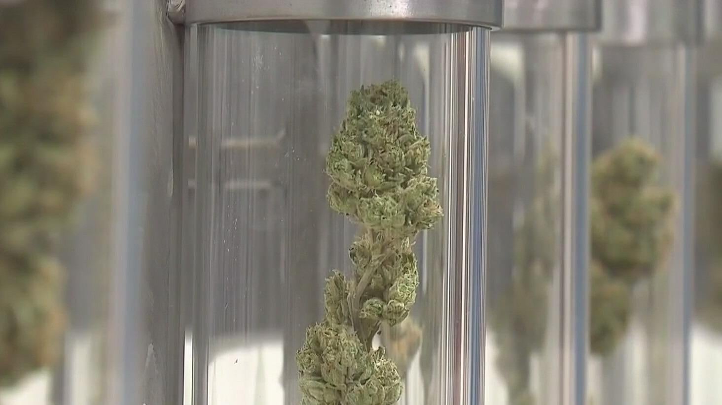 Owners of alleged illegal cannabis grow houses in San Francisco's ...