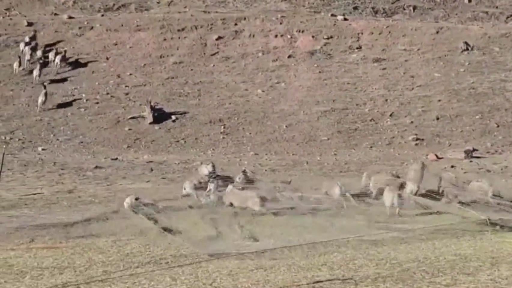 Colorado Parks and Wildlife nets Bighorn Sheep to create new herd - CBS ...