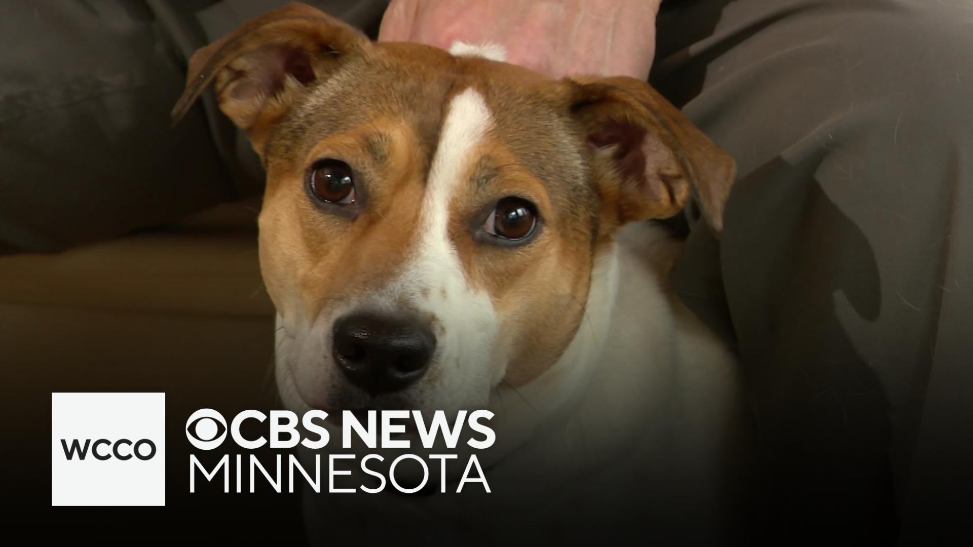 Serenity Kennel hopes to remove barriers to addiction recovery by ...
