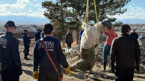 Horse rescued from collapsed septic tank in Pueblo County - CBS Colorado