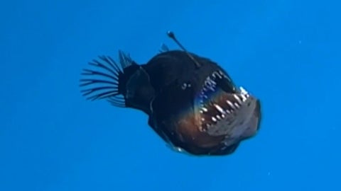 Video shows Black seadevil fish, usually only found in lightless depths ...