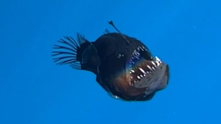 Video shows Black seadevil fish, usually only found in lightless depths ...