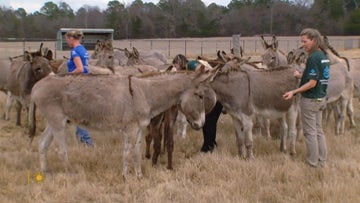 Building a humane world for animals - CBS News