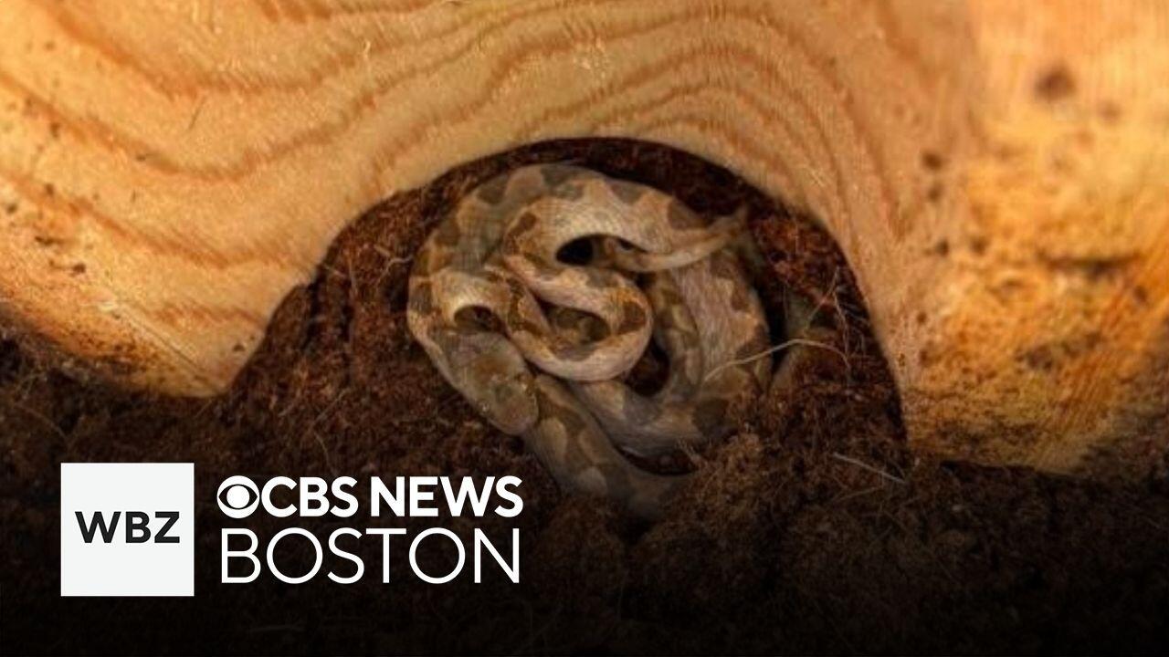 Venomous snake found in bananas at New Hampshire Market Basket - CBS Boston