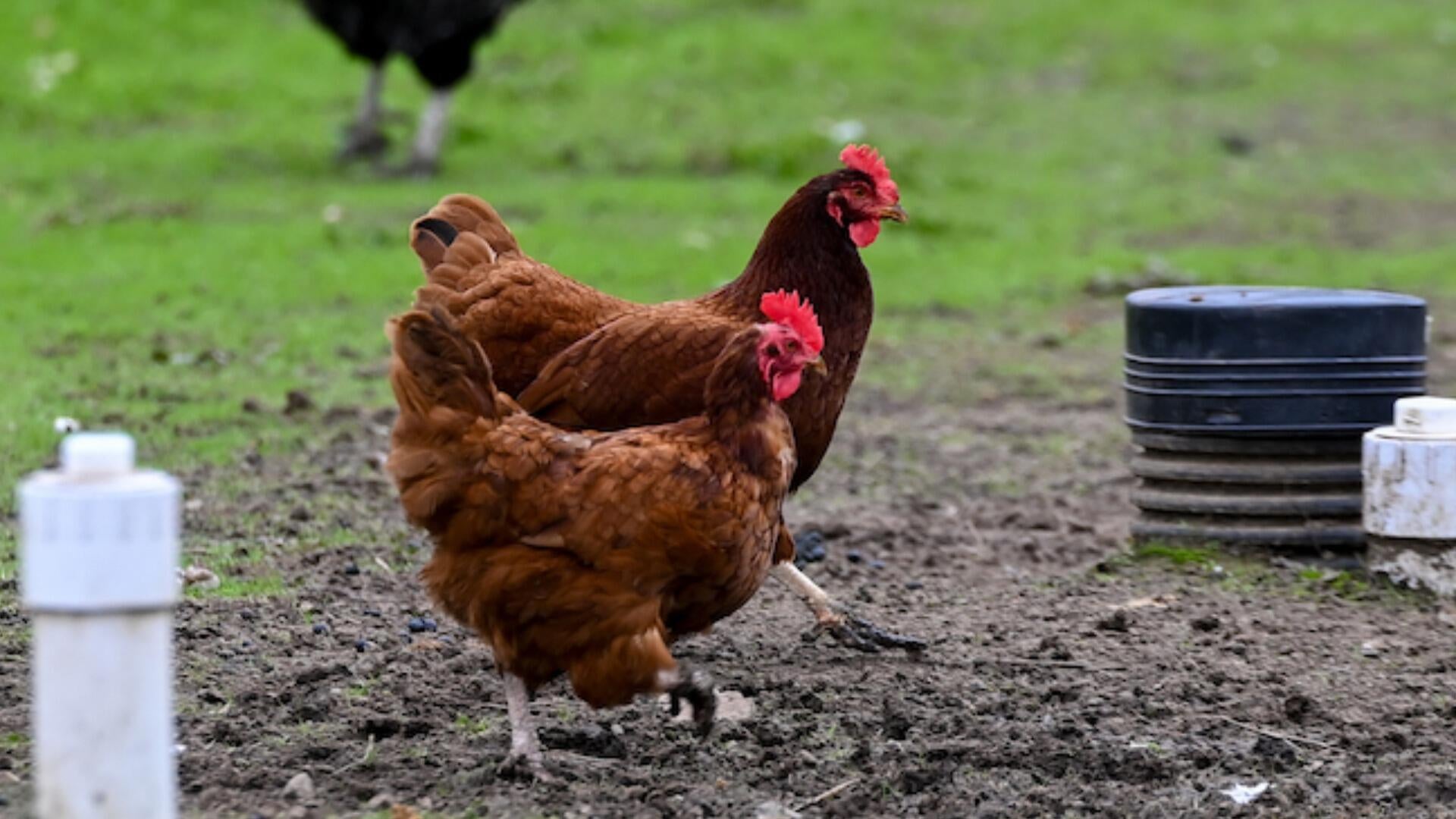 U.S. officials walk back plans to stop culling poultry for bird flu - CBS News