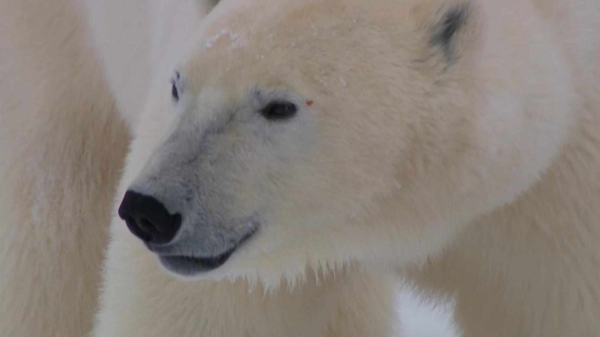 Why ice loss in the Arctic is threatening polar bear populations - CBS News