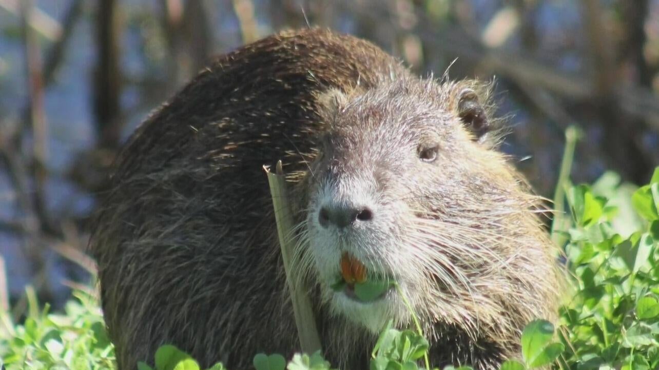 New Fish and Wildlife campaign urges people to "Save a swamp, Sauté a ...