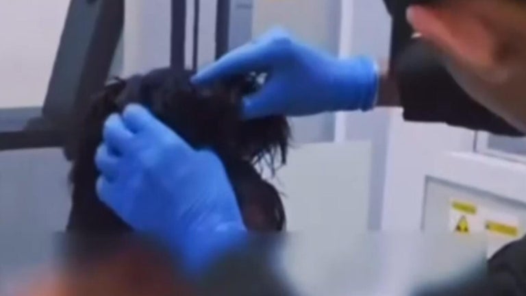 Man tried to smuggle about a dozen bags of cocaine under "narco wig," Colombian police say - CBS ...