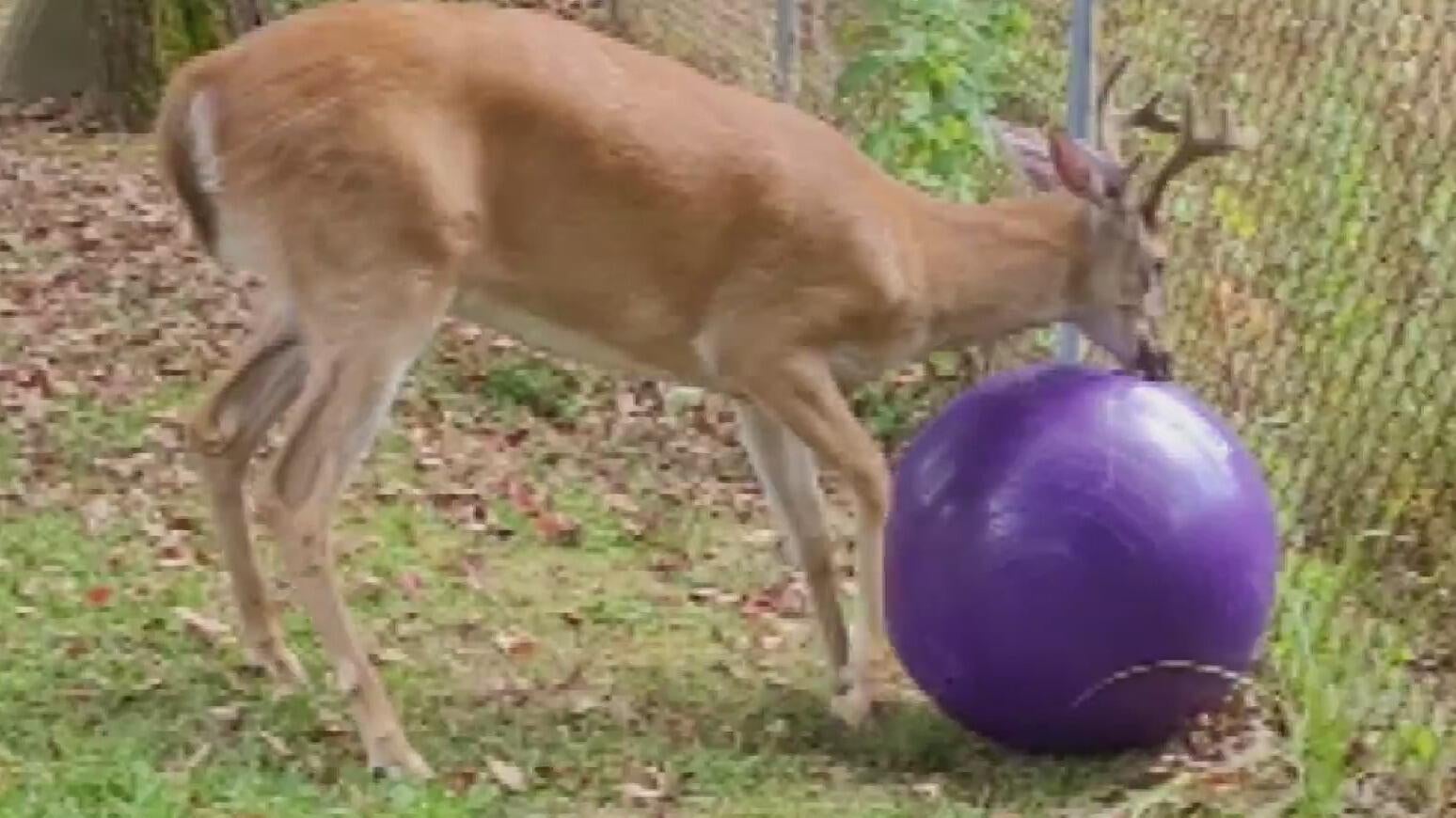 Pennsylvania Game Commission defends decision to take Fayette County ...