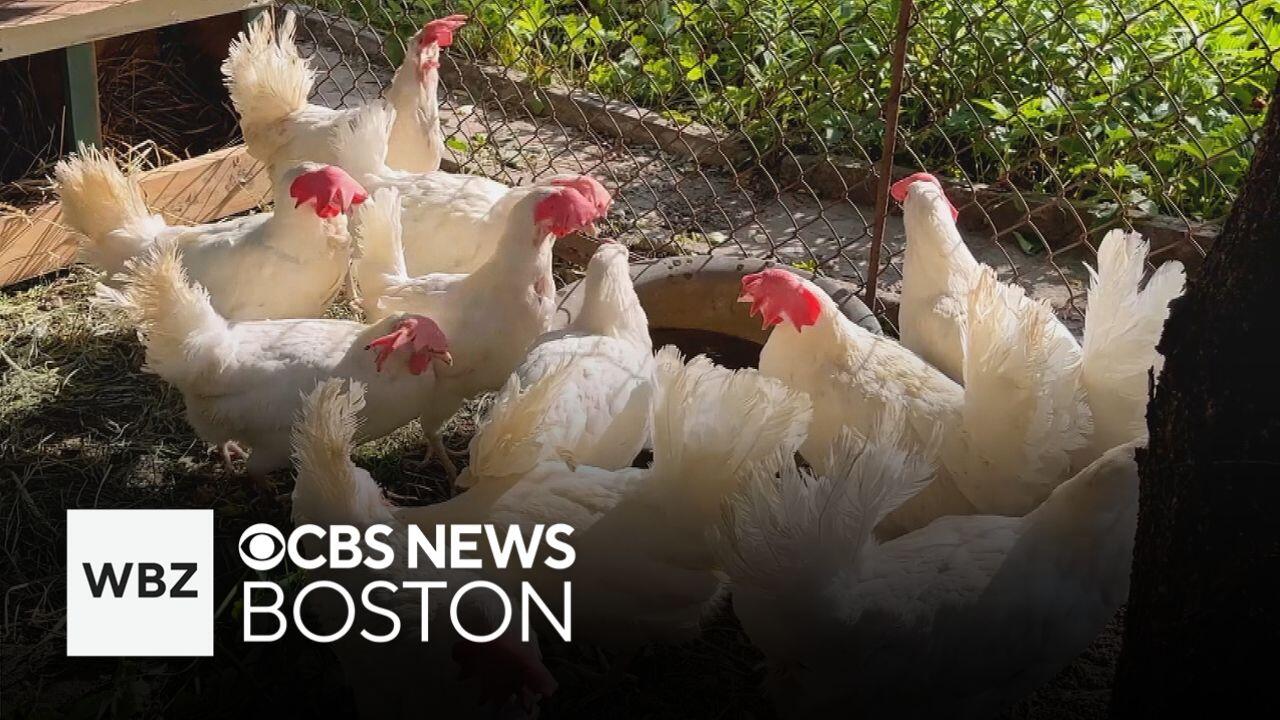 If there's an egg shortage, why isn't there a chicken shortage? A ...