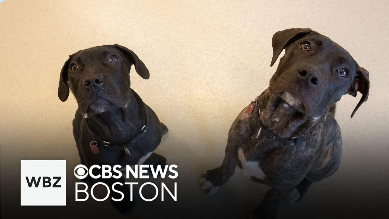 Two puppies found tied to tree in Dedham will be available for adoption ...