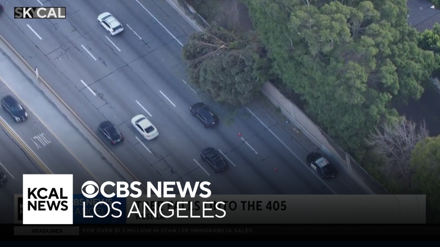 SigAlert issued after large trees topples into lanes of 405 Freeway in ...
