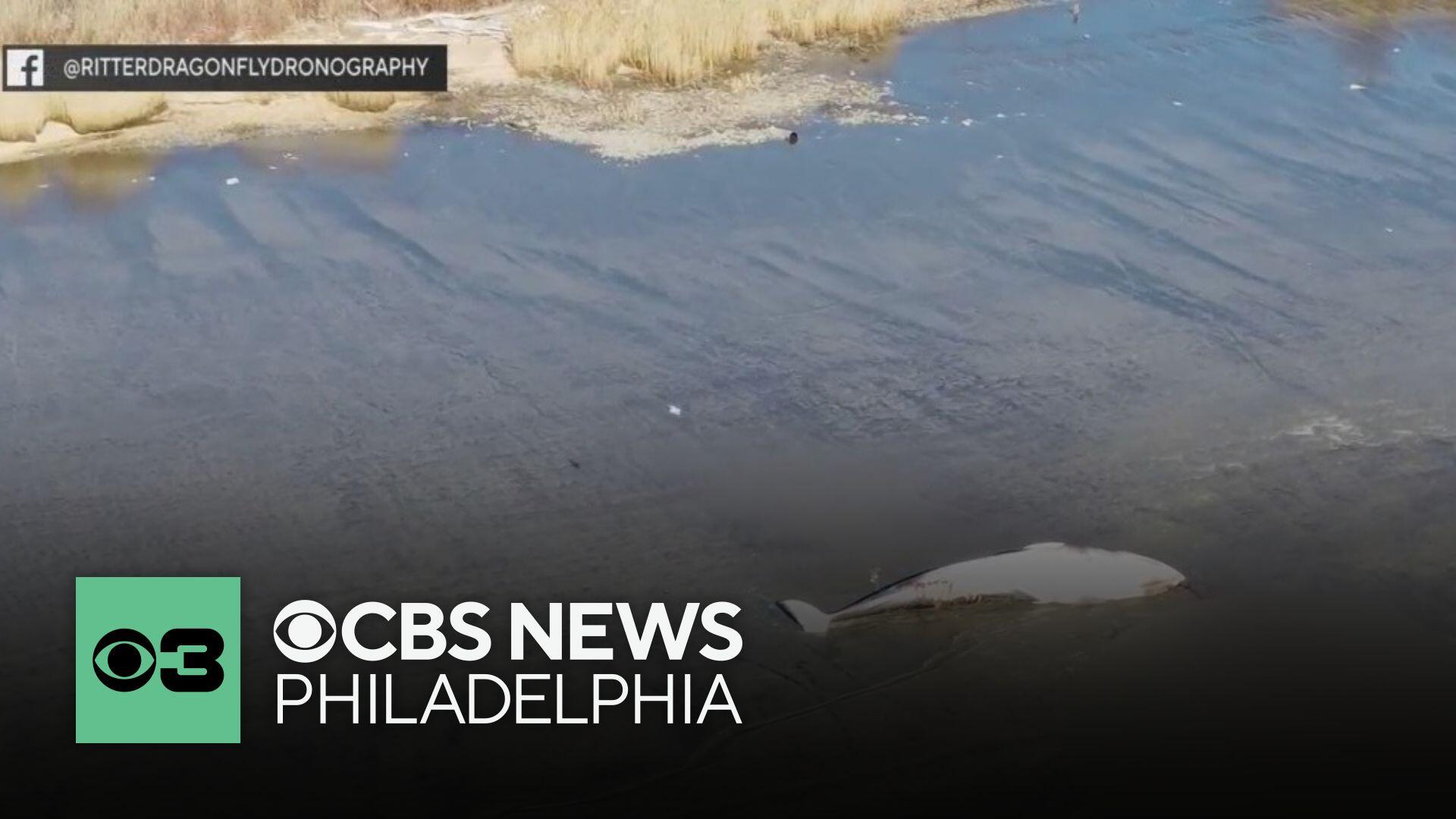Dead whale washes up on Delaware River near Delaware Memorial Bridge ...